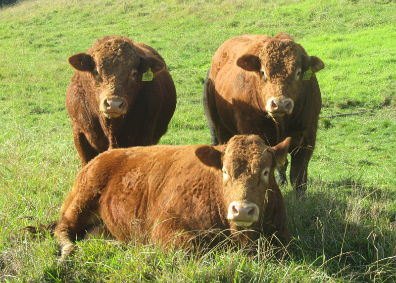 Origin of Limousin – Limousin NZ