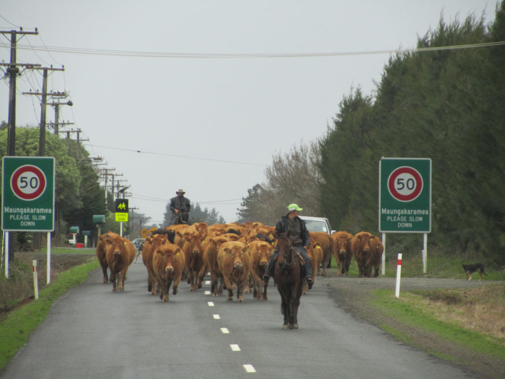 Snake Gully Limousin – Limousin NZ