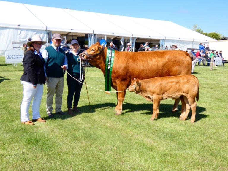 Limousin Dominates NZ Agricultural Show in Christchurch 2018 – Limousin NZ